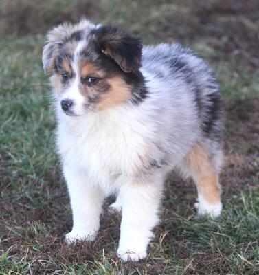 Yakima Miniature Pinscher Classifieds - Hoobly