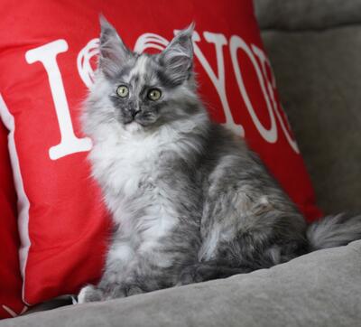 Canton Australian Cattle Dog Classifieds - Hoobly