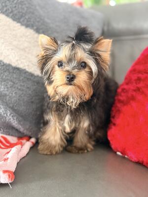 Michigan Egyptian Mau Classifieds results for "adult" - Hoobly