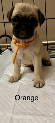 Yakima Miniature Pinscher Classifieds - Hoobly