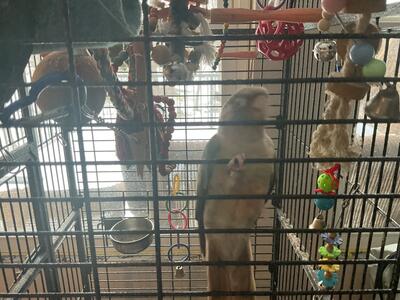 Michigan Egyptian Mau Classifieds results for "adult" - Hoobly