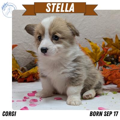 Indiana Oriental Classifieds - Hoobly