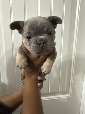 Asheville Finches Classifieds - Hoobly